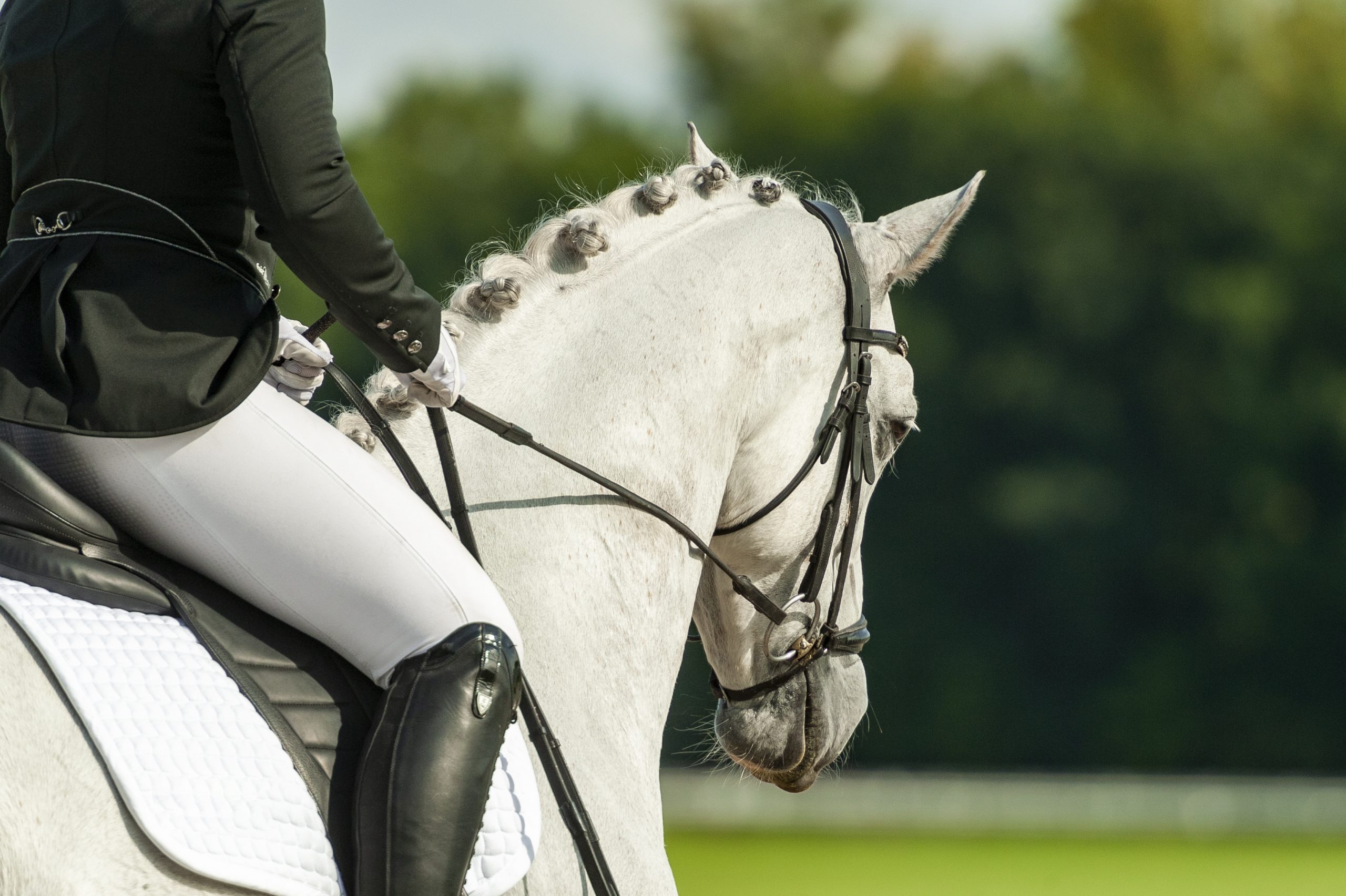 Equestrian - Ribbons and Rosettes