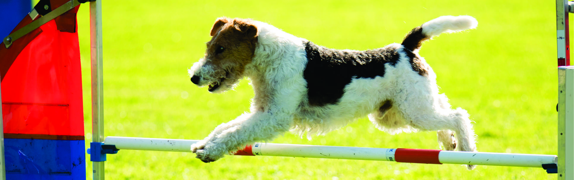 Customised Sashes, Printed Prize Ribbons & Rosettes | Christchurch, NZ